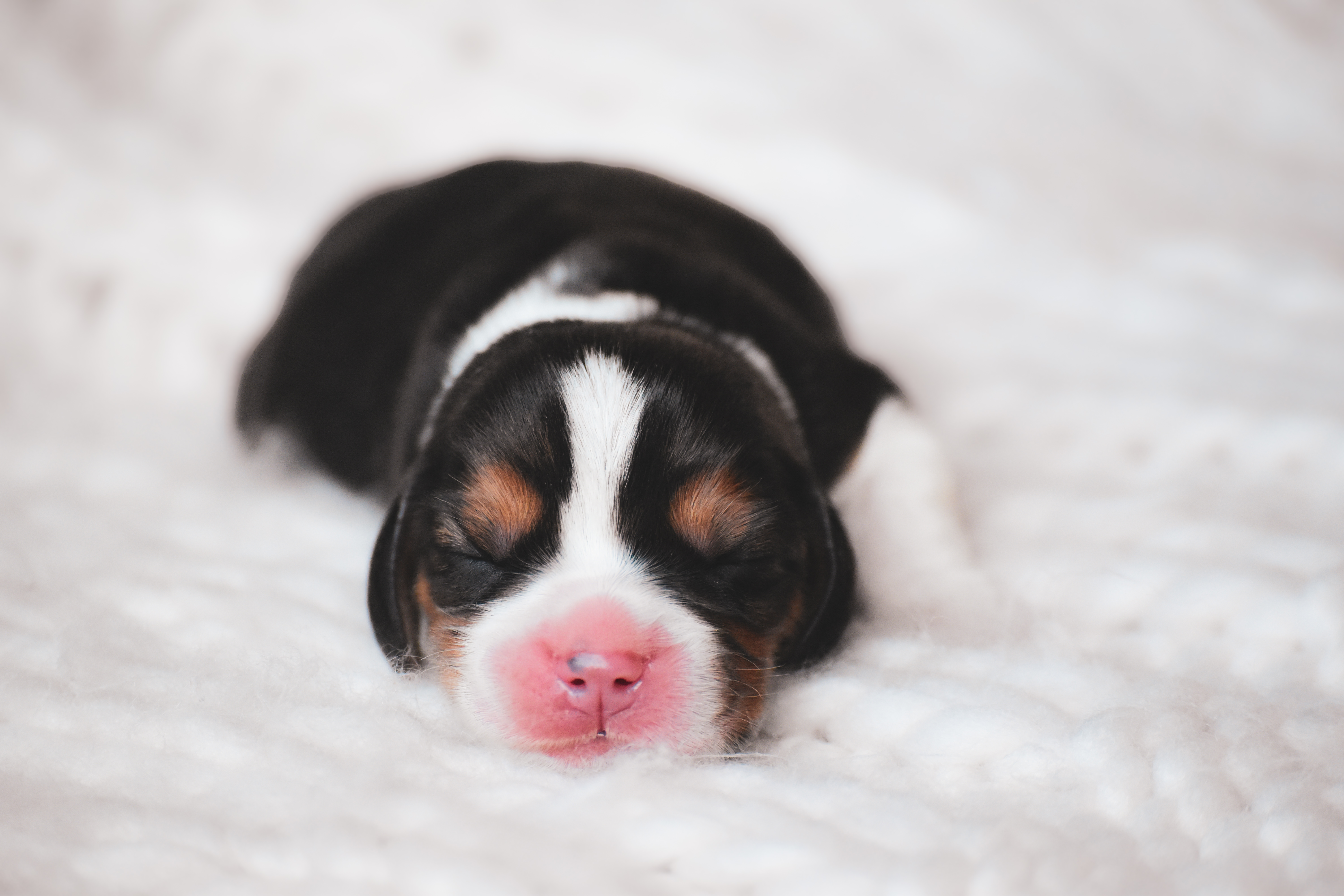 Current Litters – Folklore Kennels